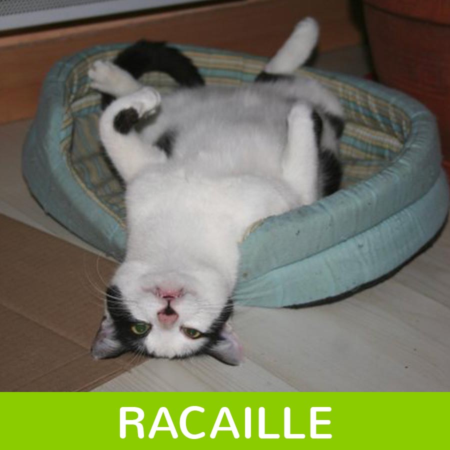 Chat le plus cool de Lyon : les 16 finalistes