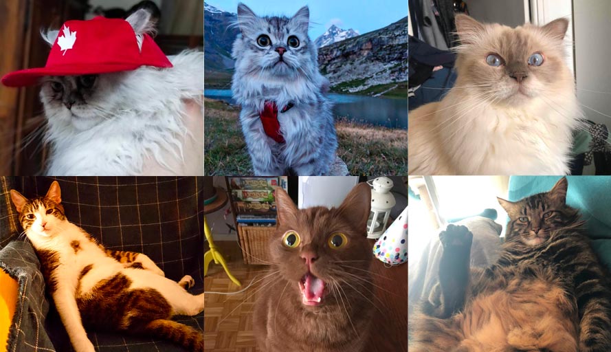 Chat le plus cool de Lyon : les 16 finalistes