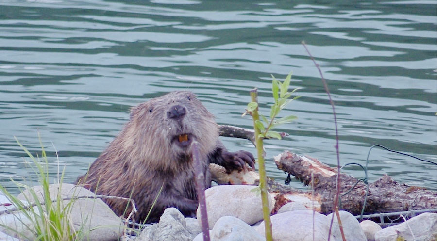 Info fraiche : le castor fait son retour sur les Berges du Rhône