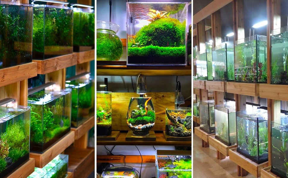 On a testé : Poissons Pour Tous, la nouvelle vente éphémère de poissons ...